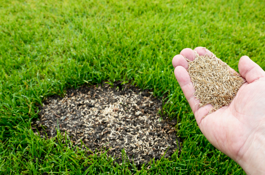 Guidelines to Overseeding Your Home Lawn - Everything You Wanted to ...